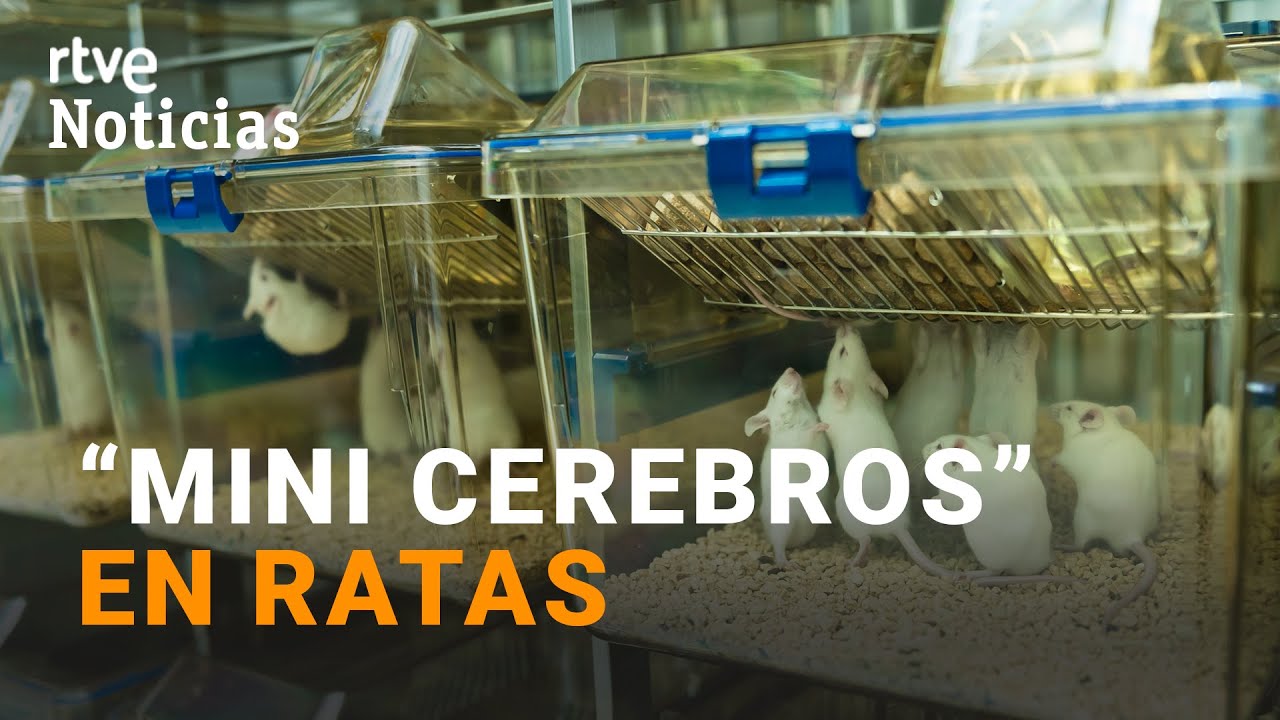 EE.UU: Implantan NEURONAS HUMANAS en RATAS y logran INFLUIR en su ...