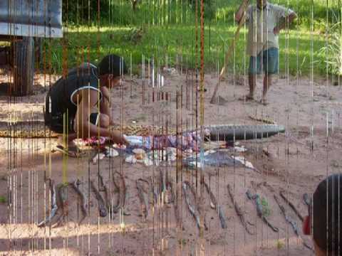 Big snake in Suriname Amazone. - YouTube