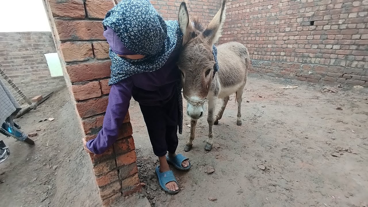 New Funny Donkey High Fever Today Mera Gaon Mera Shehr. - YouTube