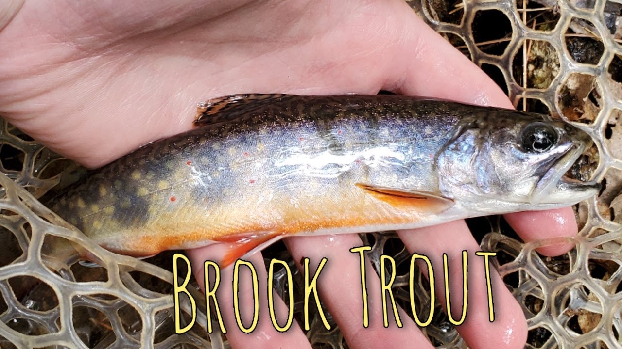 Fishing a TINY Central PA Stream for Wild Trout - YouTube