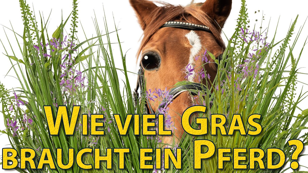 Kann Saftfutter die Nahrungsgrundlage für Pferde sein? - YouTube