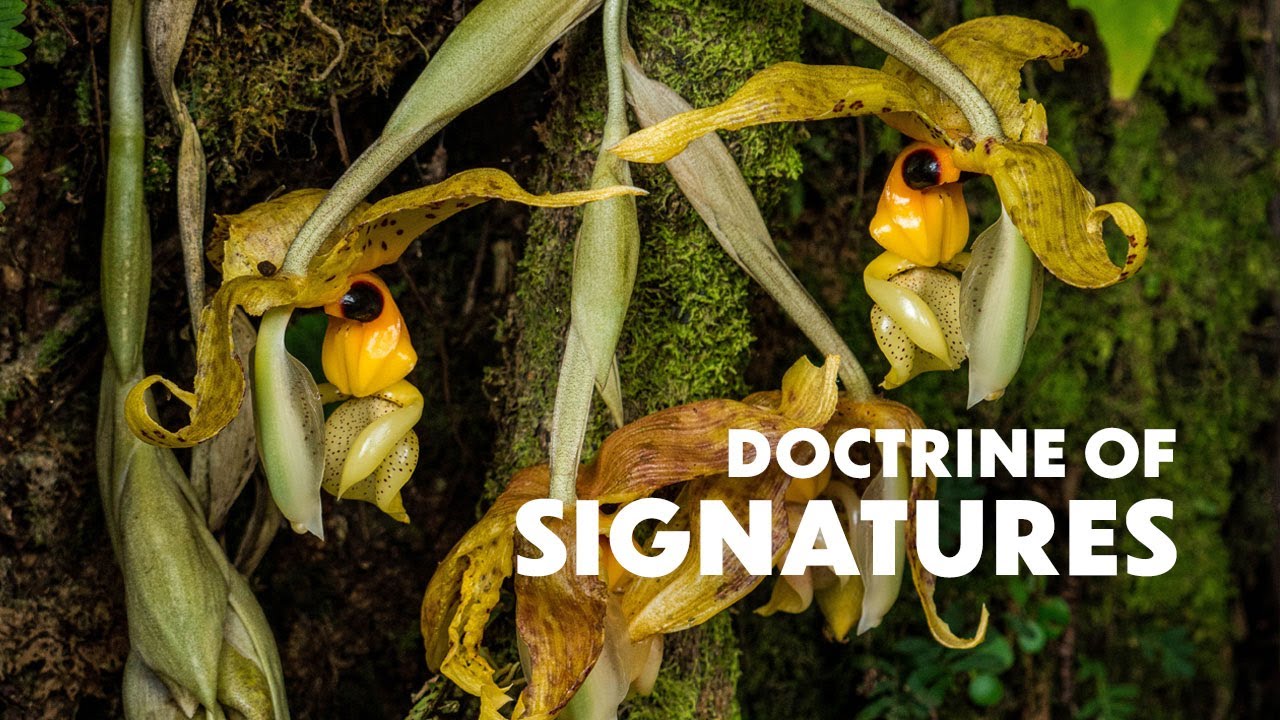 Bee Orchid Flower Essence | Doctrine of Signatures - YouTube