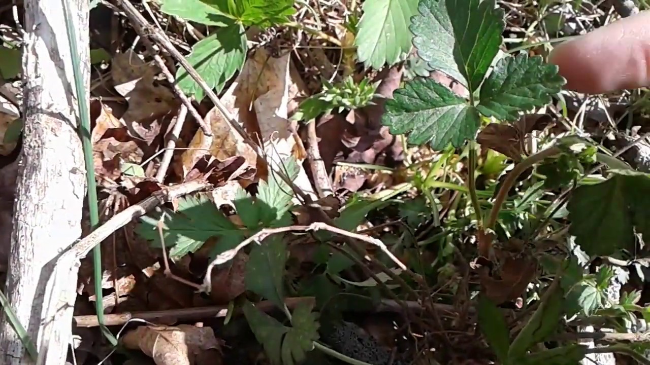 Wild strawberry (Fragaria sp.) vs mock strawberry (Duchesnea indica ...