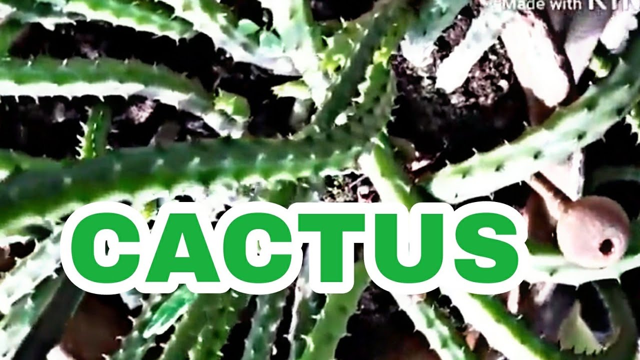 Cactus Selenicereus Validus - YouTube