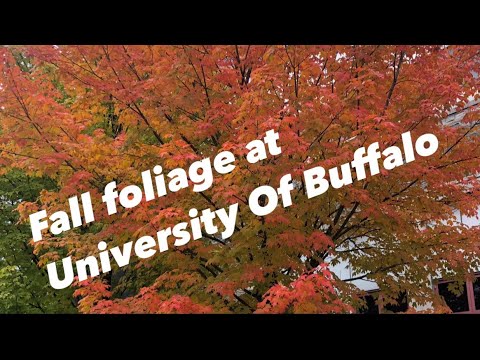 Fall Foliage at University of Buffalo - YouTube