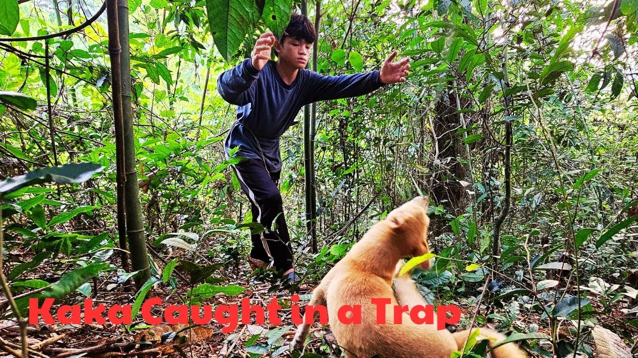 Orphan boy - Harvest sour fruits in the forest Going to the market to ...