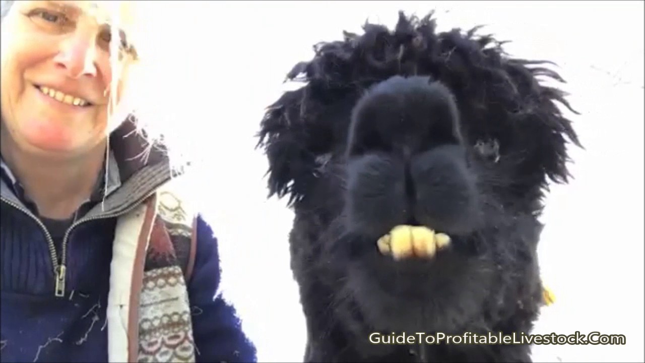 The Singing Alpaca - YouTube