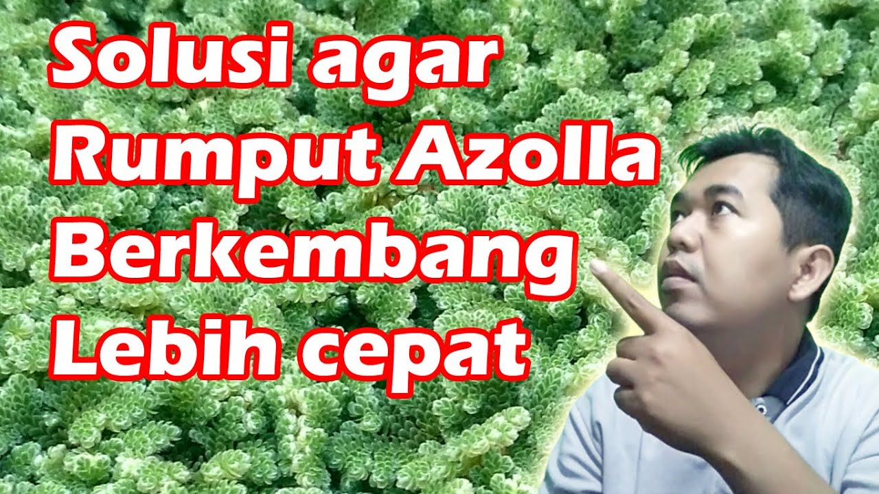 solusi agar rumput azolla berkembang lebih cepat - YouTube