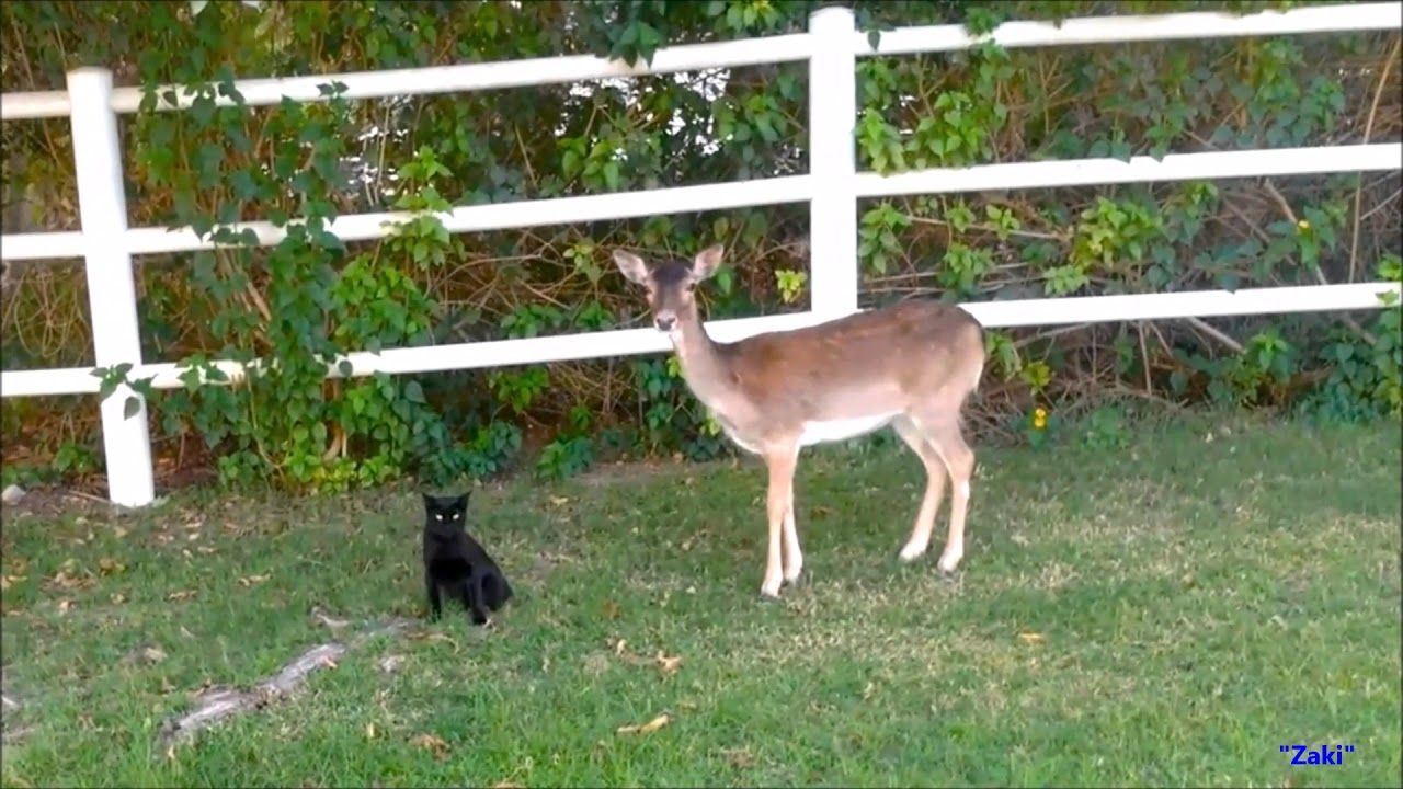 Deer & Cat: Unique Friendship - YouTube