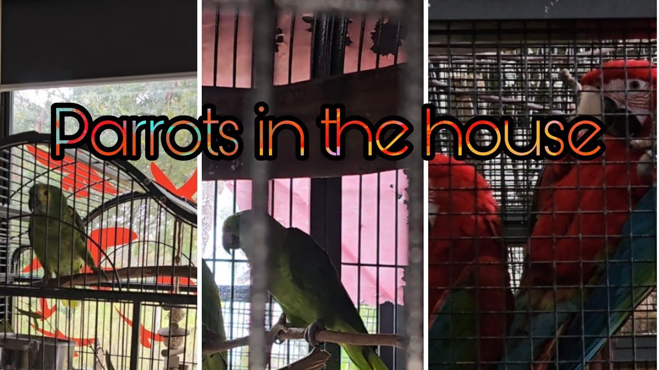 Parrots live inside the house. - YouTube