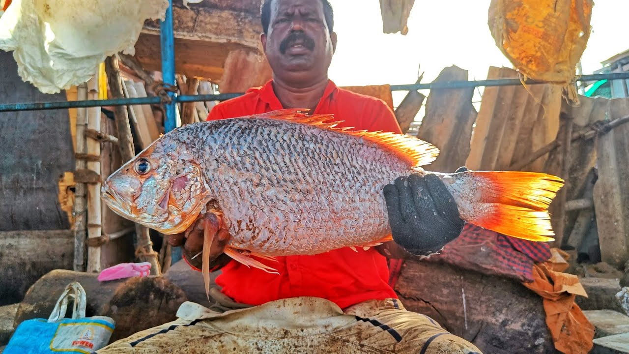 KASIMEDU 🔥 VADIVEL||RED KODUVA FISH CUTTING||DDFISHCUTTING #kasimedu # ...