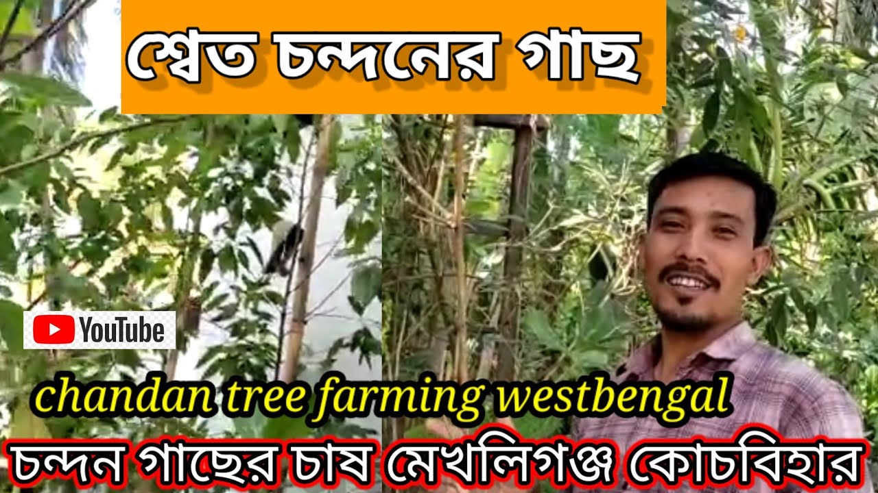 শ্বেত চন্দন গাছ চাষ মেখলিগঞ্জ পশ্চিমবঙ্গ |white chandan tree farming in ...