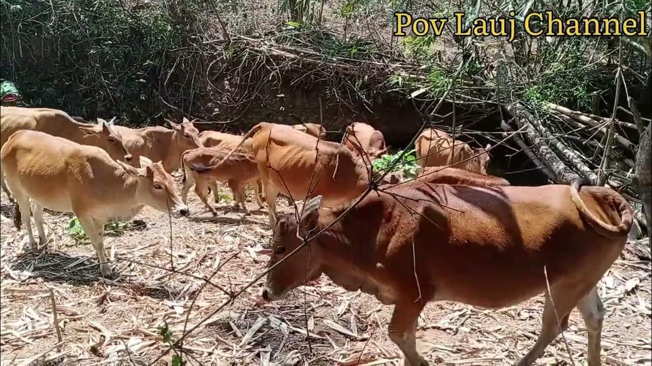 hnub no kv cov peb mus saib nyuj thaib rau tshuaj rau nyuj naw - YouTube