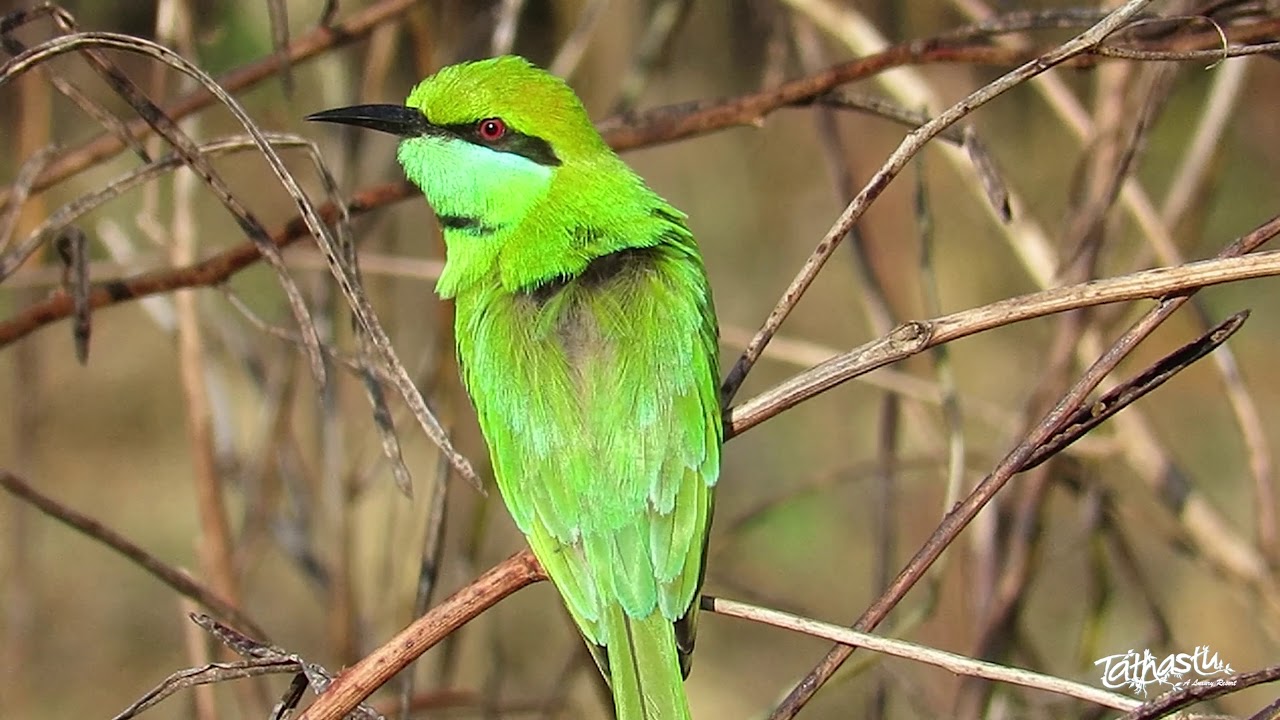 Birds of Pench Tiger Reserve episode 10 - YouTube