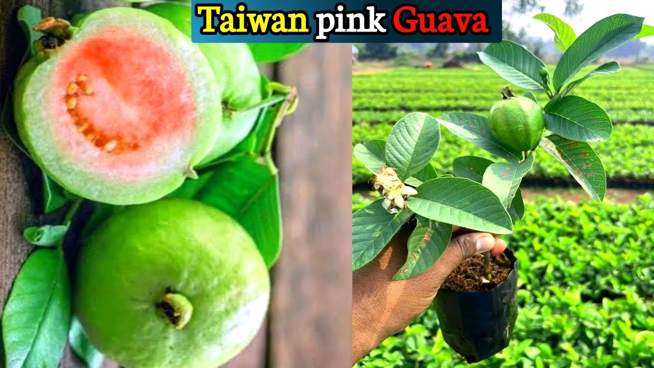 Taiwan pink Guava plant / Taiwan Guava ki kheti Guava plant - YouTube