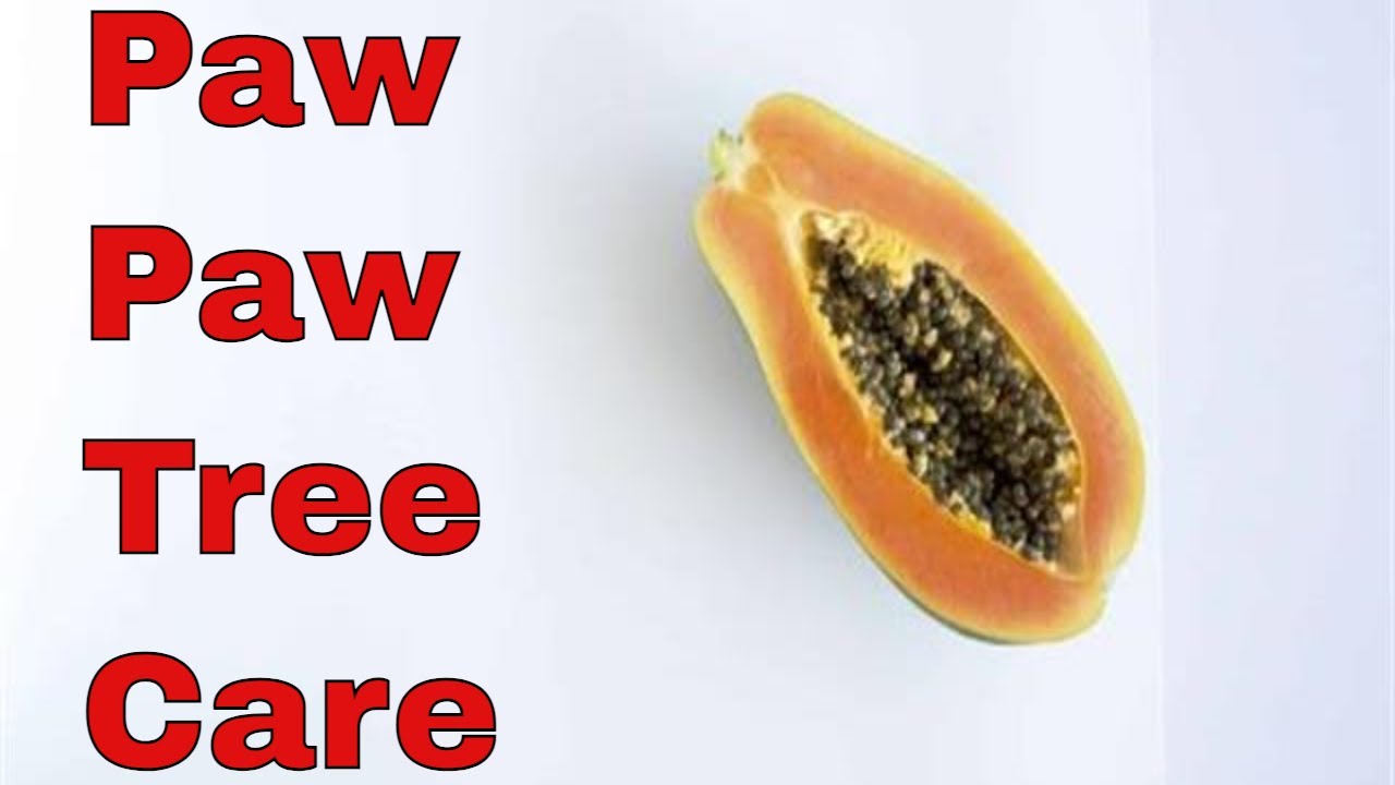 Paw Paw Trees Thrive In The Tropics With The Right Care! - YouTube