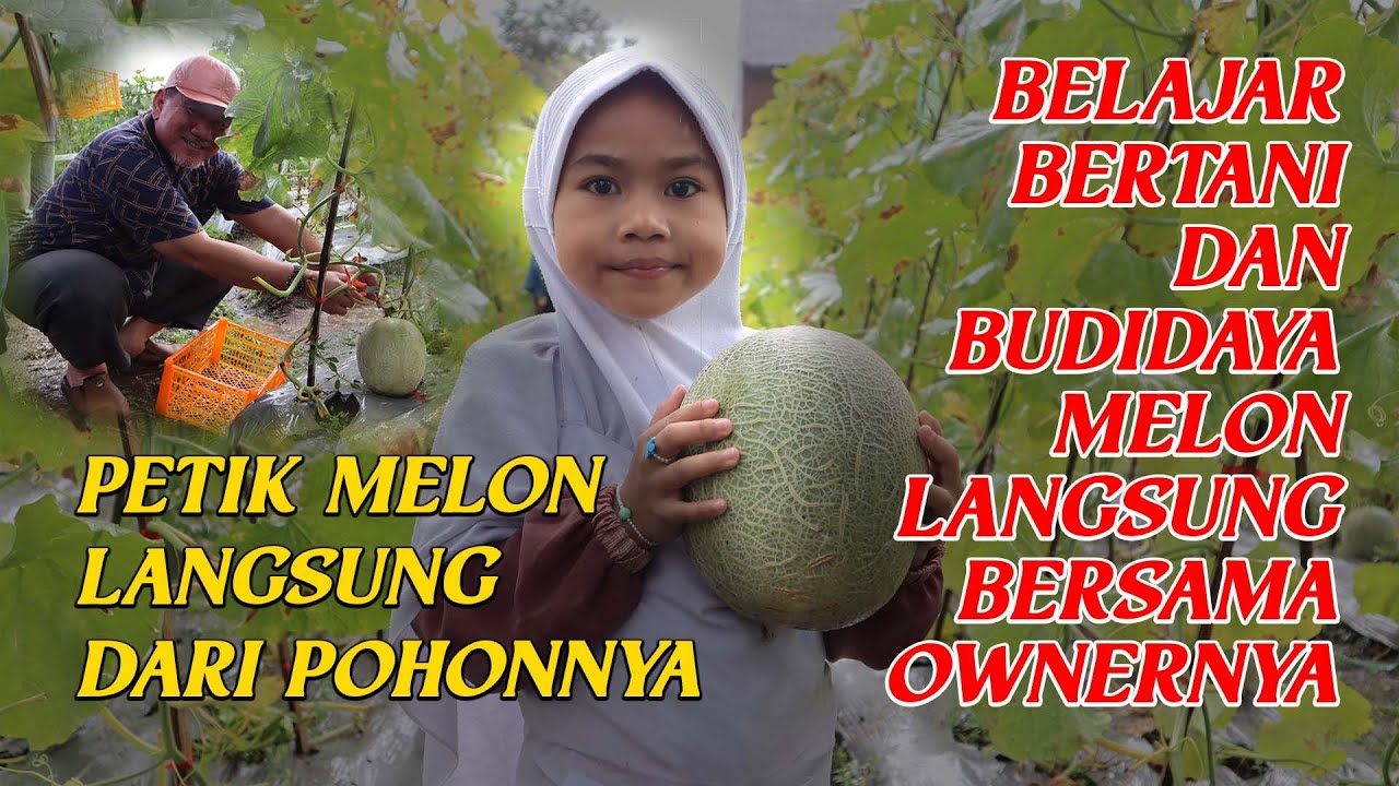 Metik Melon Langsung di kebunnya bersama Owner nya (Cara belajar ...
