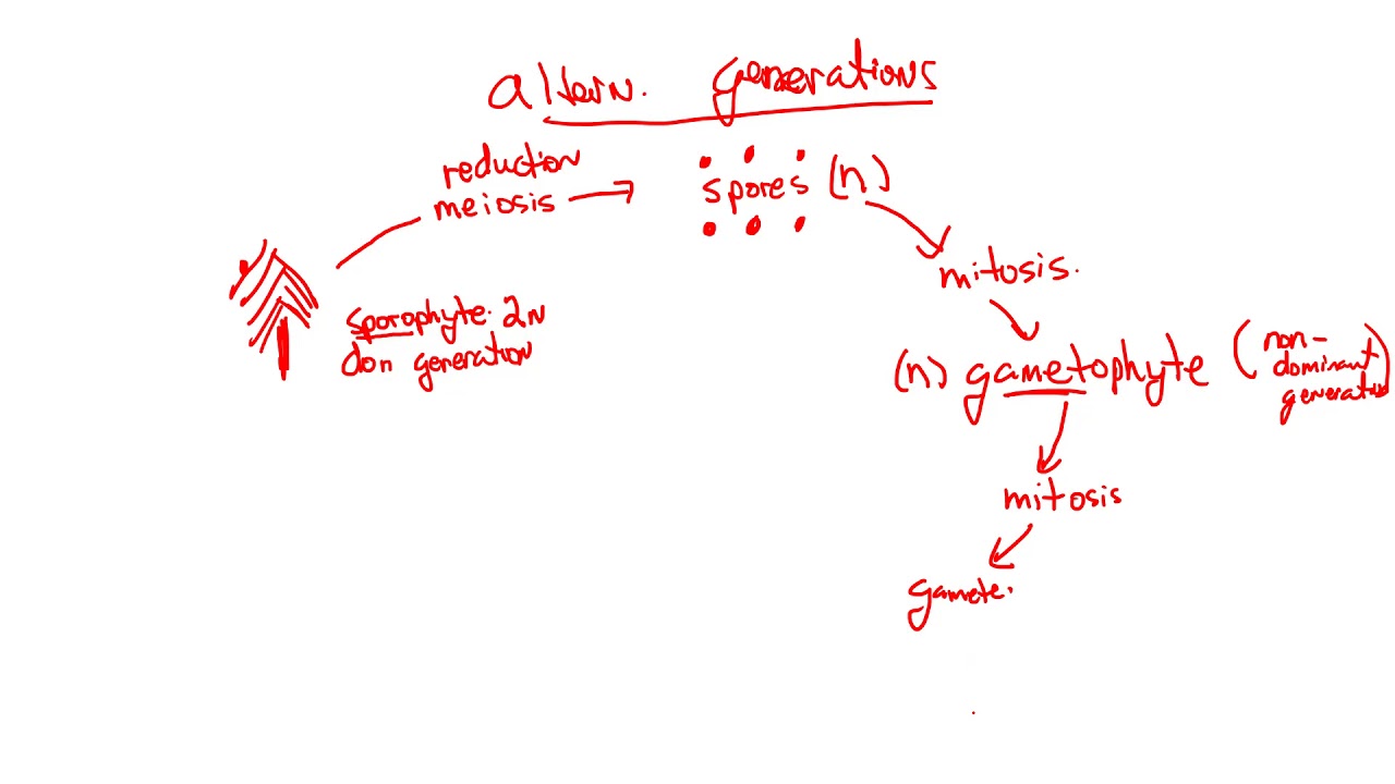 teaching video on alternation of generations - YouTube
