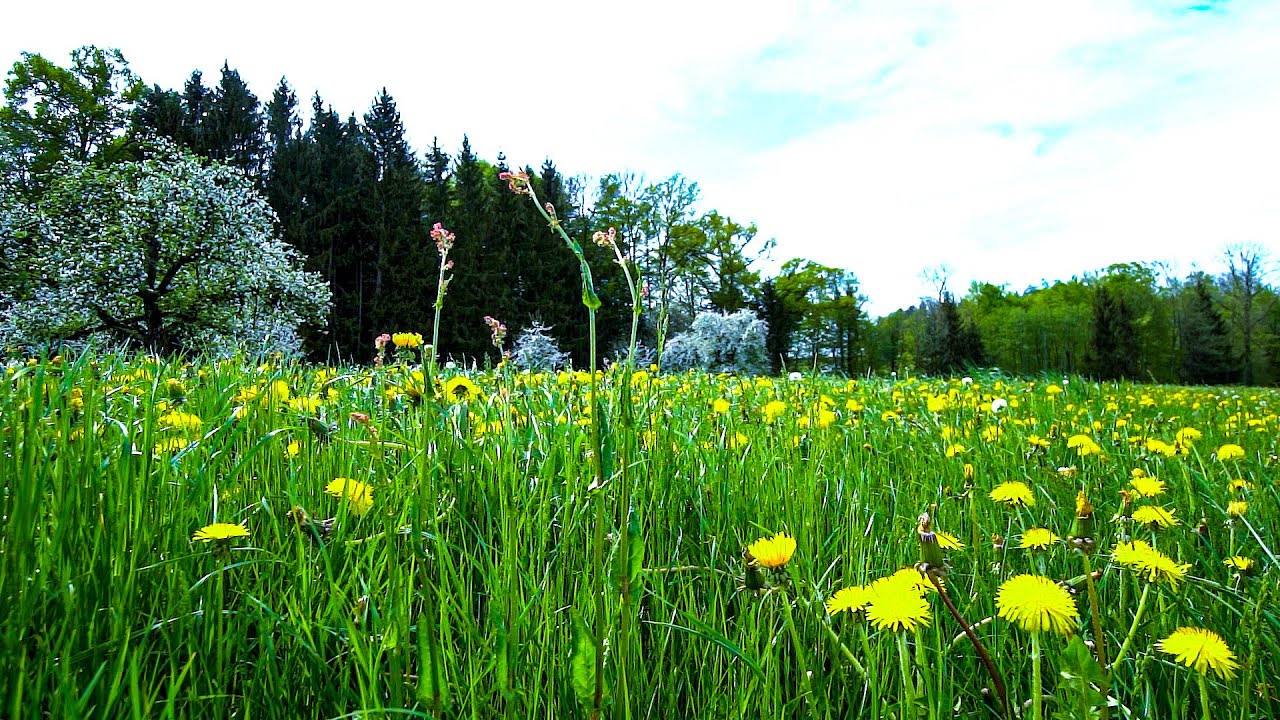 Beautiful Spring Flowers - Relaxing Piano Music | Motivation ...