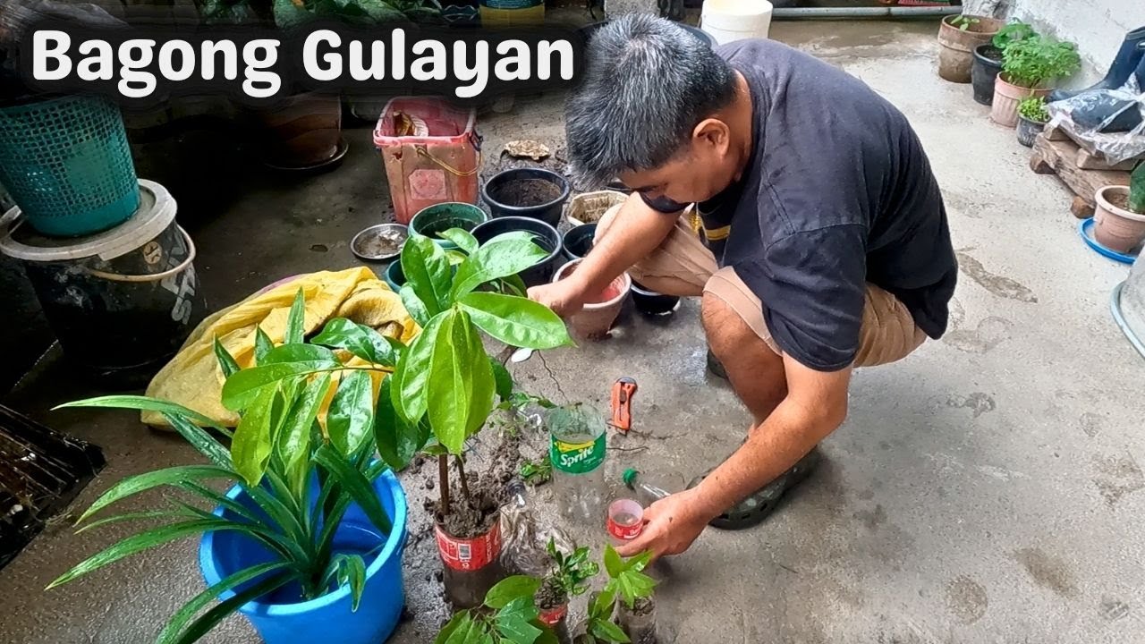 Bagong Taniman ng Gulay | PHILIPPINES LIFE - YouTube