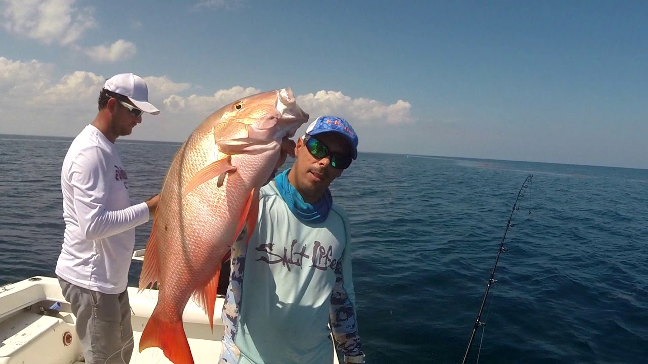 Pargos grandes Big Mutton Snappers - YouTube