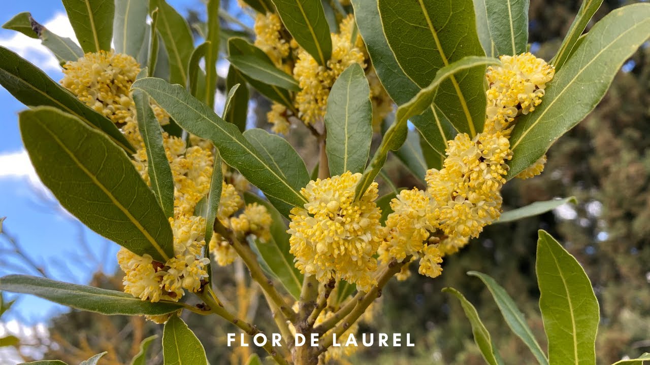 Aprende con Naturis La flor del laurel - YouTube