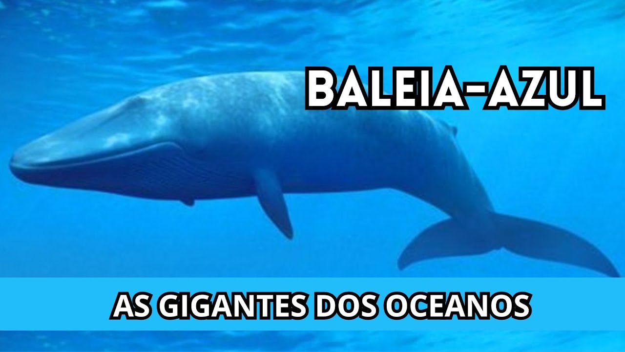 Baleia-azul: saiba curiosidades sobre as gigantes dos oceanos - YouTube
