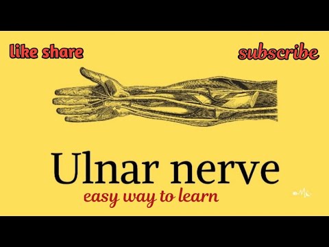 Ulnar nerve origin course muscle supply// #ulnarnerve // musician nerve ...