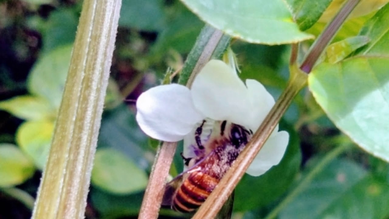 Video Background, Mentahan, Bunga yang indah, Terbaru 2020Creatif ...