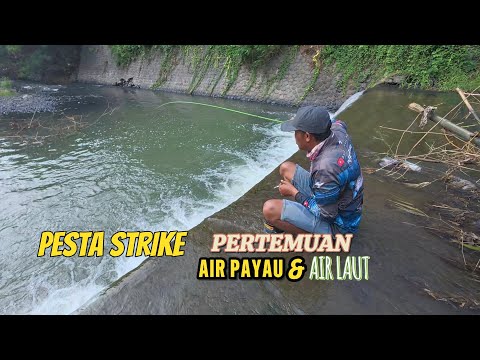 Mancing di sungai pertemuan antara air tawar dengan air payau,Hasil ikan nya MEMUASKAN