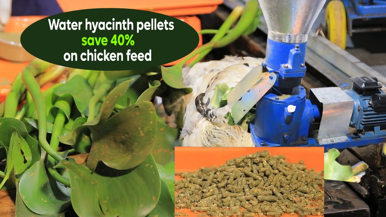 THE SECRET OF WATER HYACINTH PELLETS - SAVE UPTO 40%; A STEP-BY-STEP ...