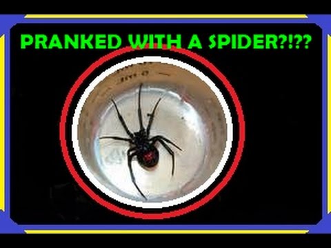 SHE GOT SPIDERS ALL OVER HER!! SPIDER IN CUP PRANK!! - YouTube
