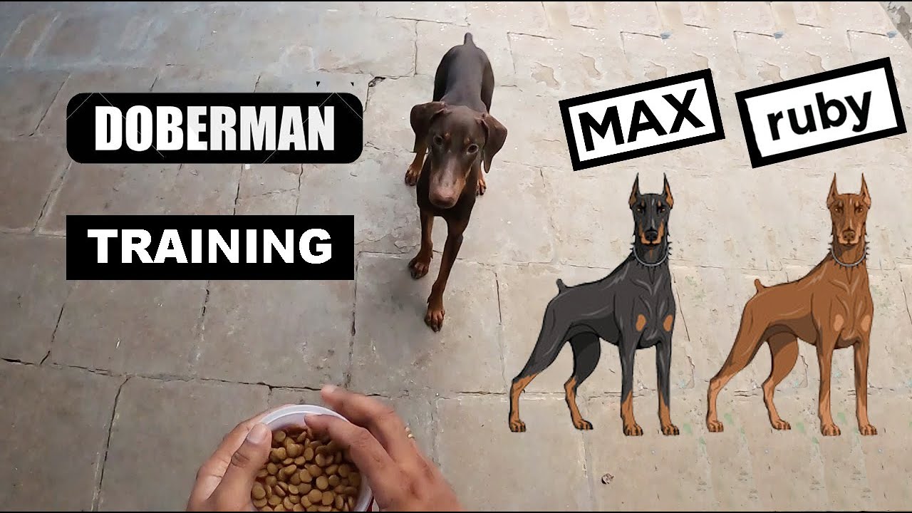 Max Vs Ruby || Doberman vs Doberman || 30 Days Obedience Training ...