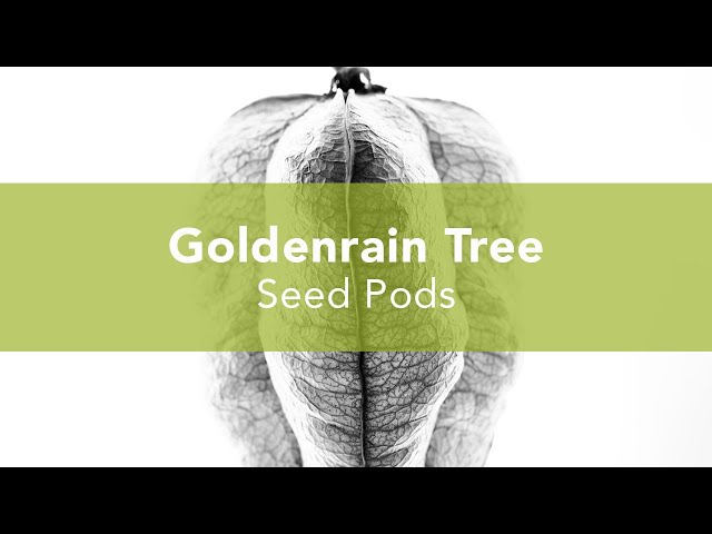 Goldenrain Tree Seed Pods