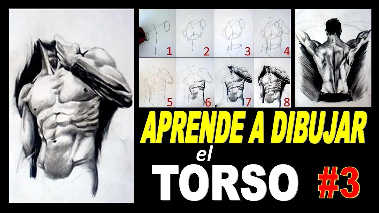Como Dibujar El Torso Humano 3° Parte Guia Completa Para Dibujar El