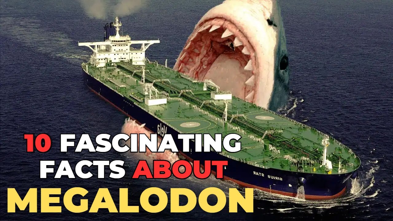 10 Fascinating Facts About Megalodon - YouTube