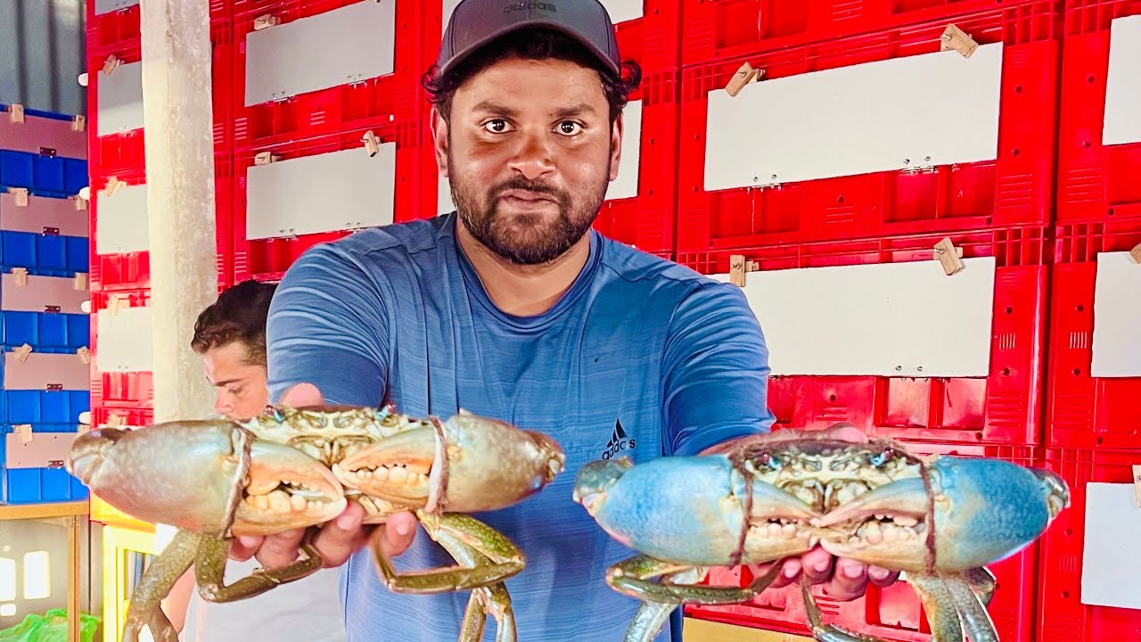 King Crab Farming And Trading | खेकडा शेती आणि व्यवसाय करणारा कोकणातील ...
