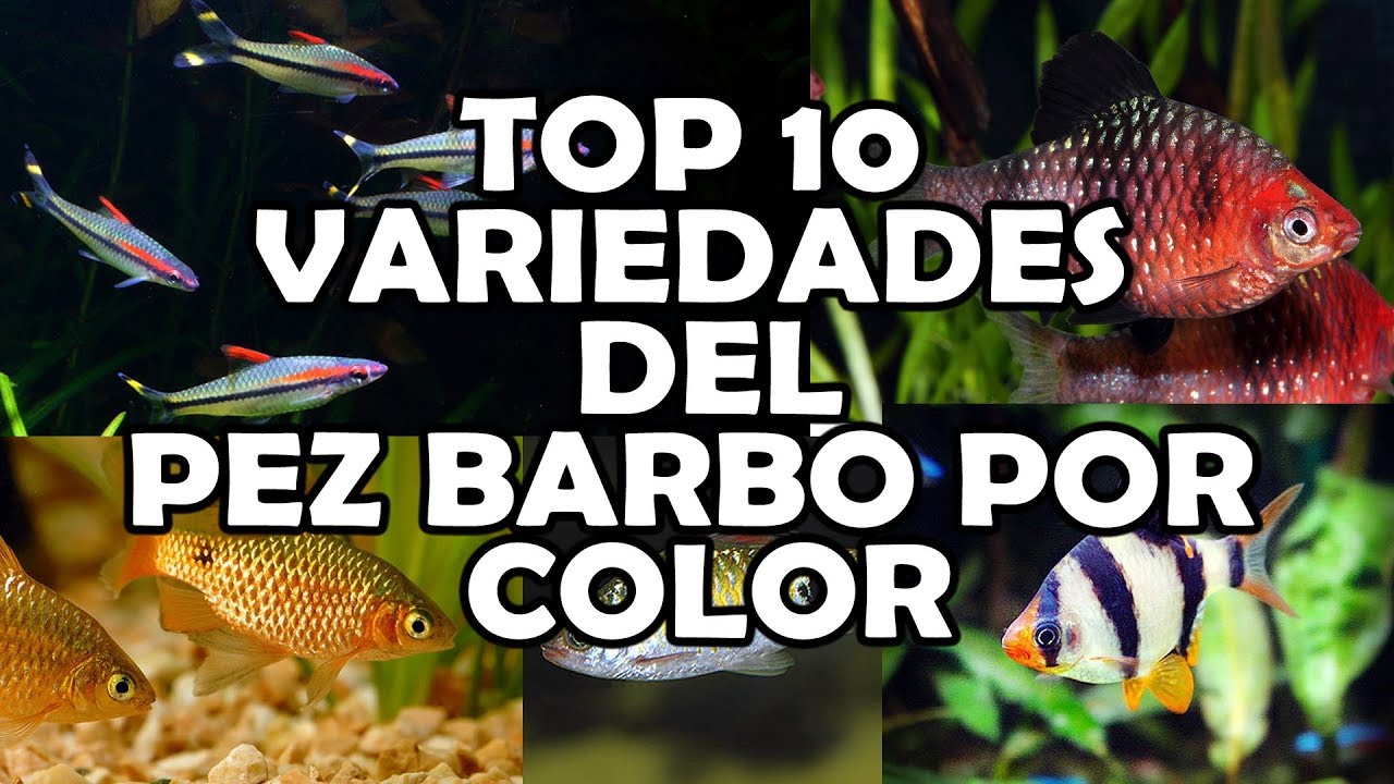 Top 10 VARIEDADES del PEZ BARBO por color | PUNTIUS | AcuariosLP - YouTube