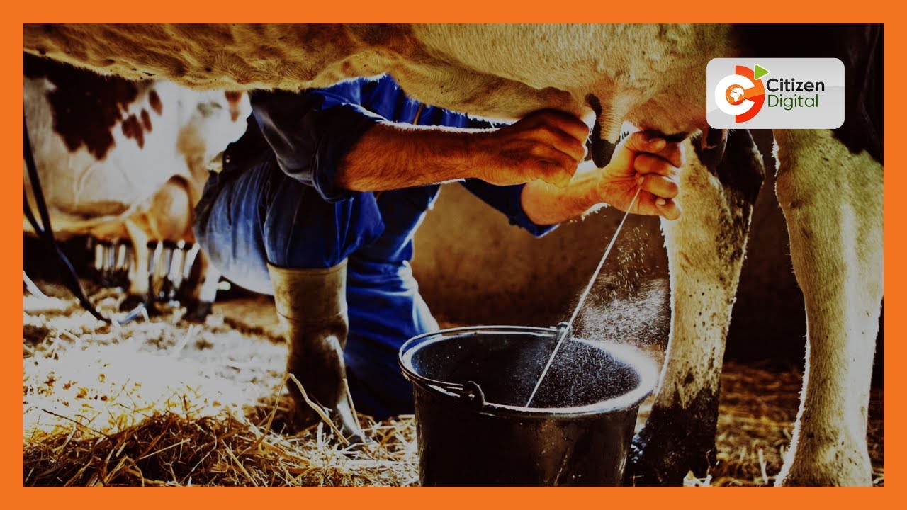 | KENYA'S GOLD | Dairy Value Addition: Making Yoghurt [Part 1] - YouTube