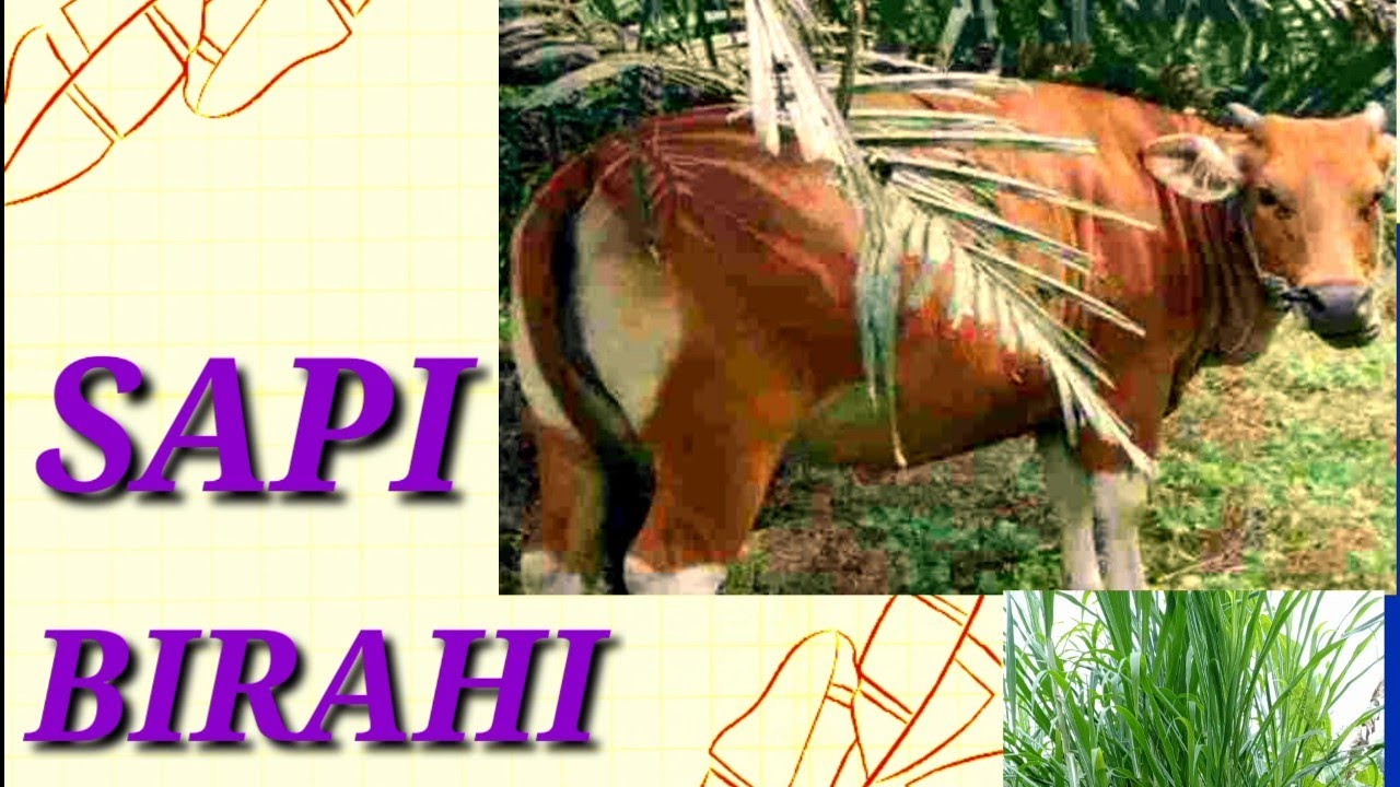 SAPI BIRAHI SETELAH MELAHIRKAN - YouTube