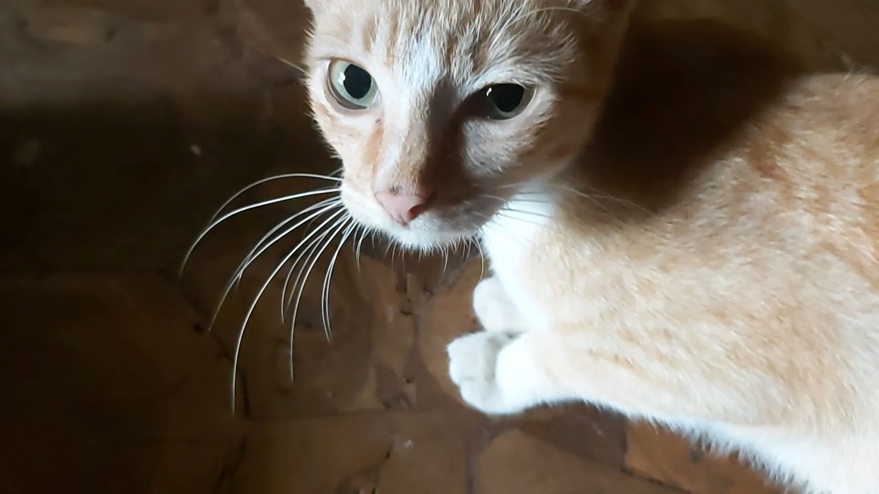 CAT CUTE /KUCING JAWA - YouTube