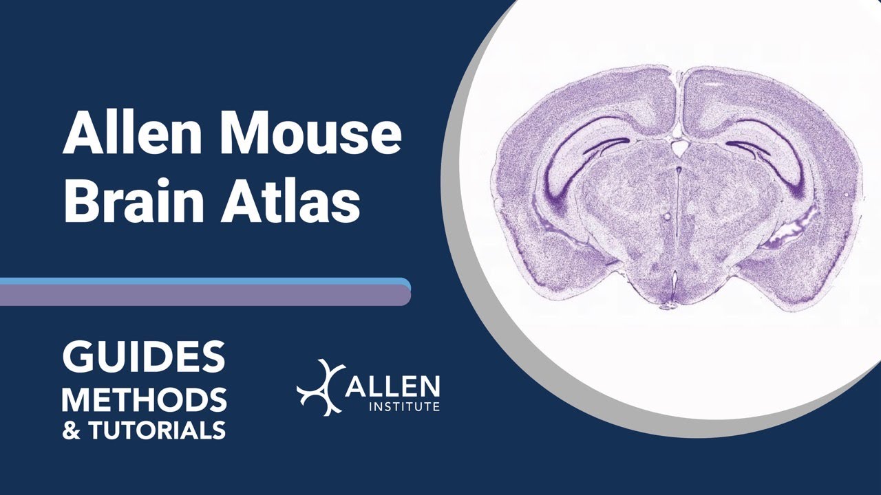 Allen Mouse Brain Atlas | Tutorial - YouTube