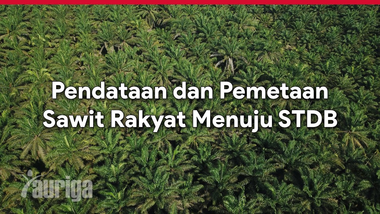 STDB - memetakan dan meregistrasi sawit rakyat - YouTube