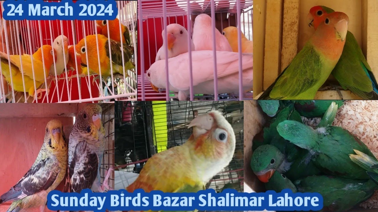African Grew | Yellow Ring Neck | Raw Parrot Chicks | Sunday Birds ...