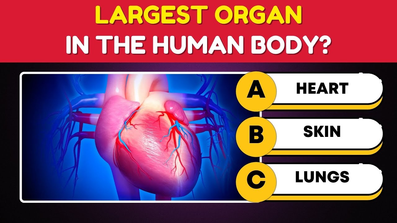 20 Fascinating Human Body Quiz Questions | Test Your Knowledge! - YouTube