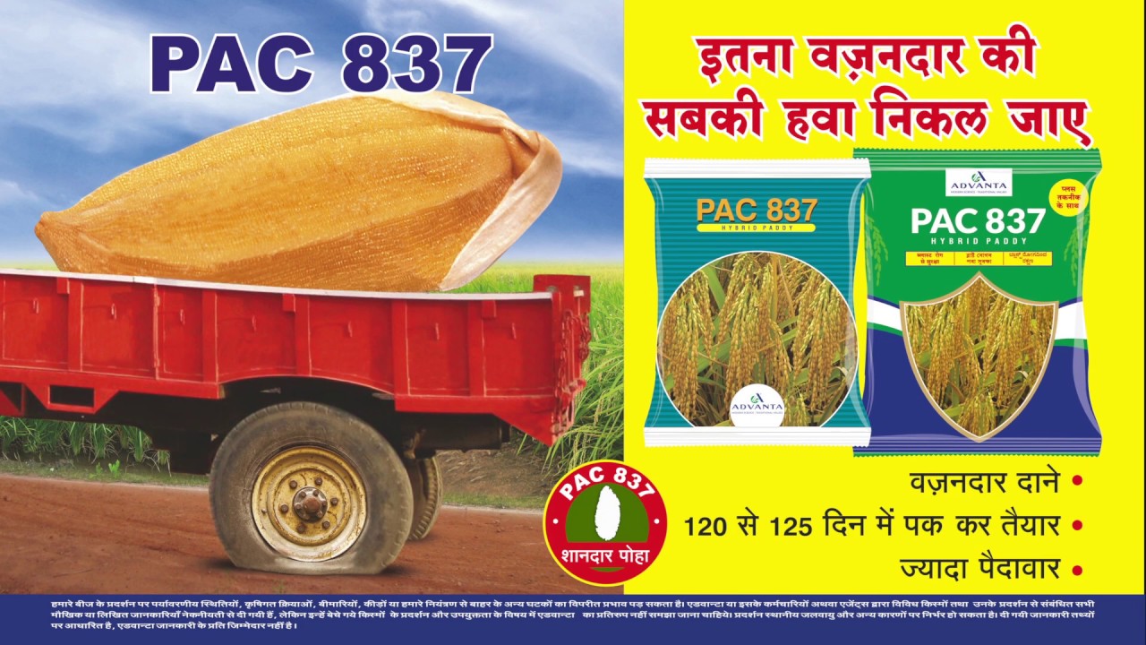 Advanta Hybrid Rice - PAC 837 (Hindi) - YouTube
