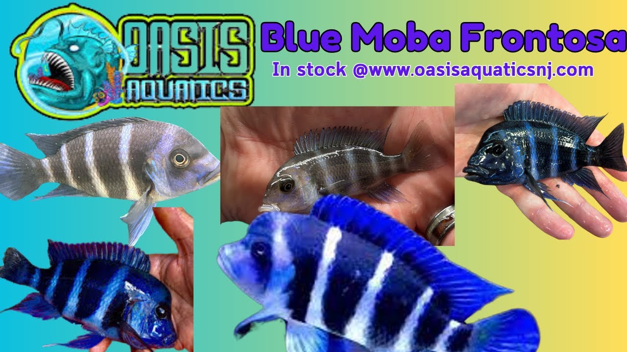 Oasis Aquatics Featured Fish: Blue Moba Frontosa - YouTube