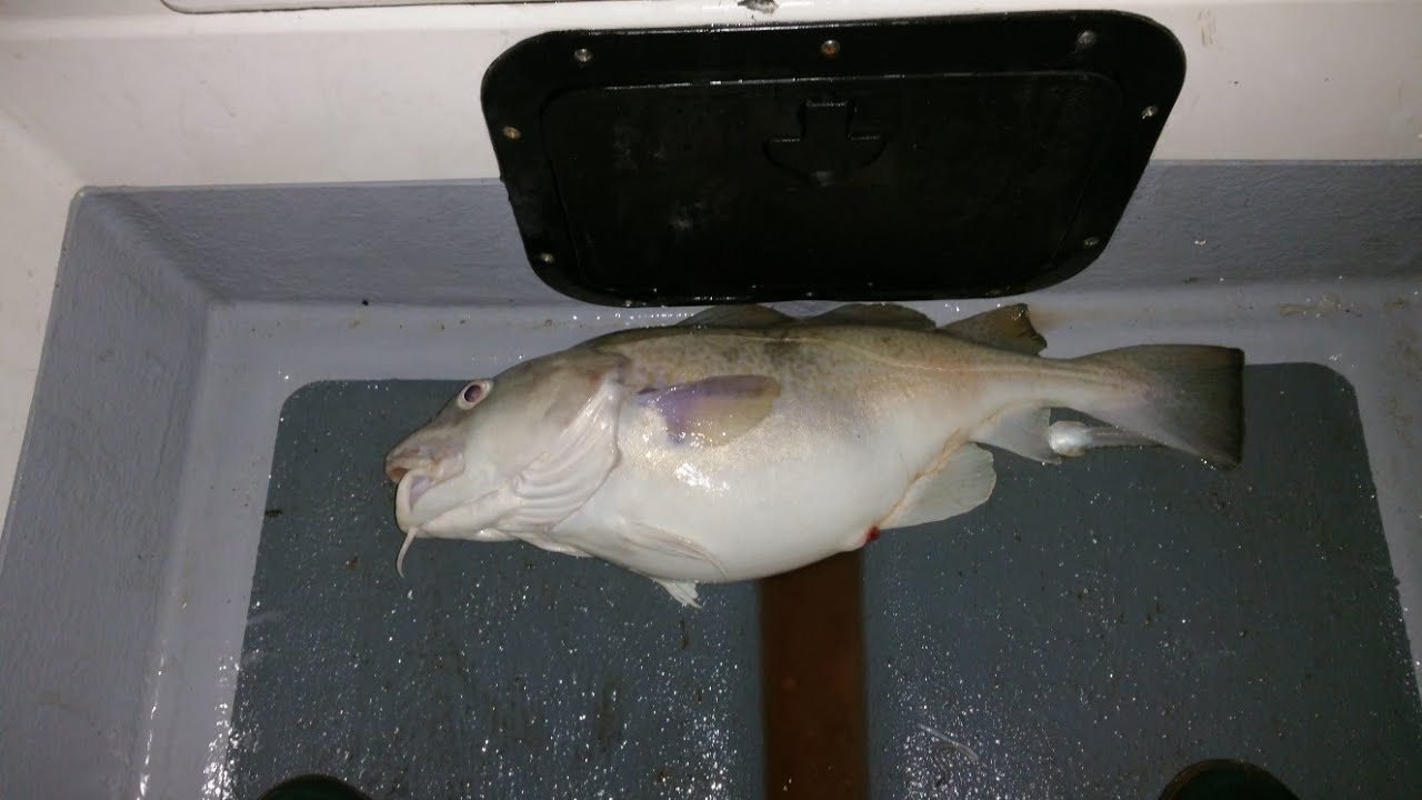 Cod Fishing Southampton Water Boat Fishing Southcoast United kingdom 🇬🇧 ...