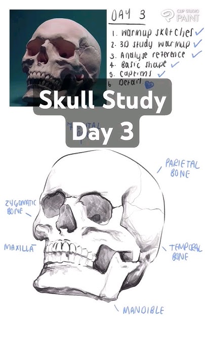 Studying the skull so I can draw better portraits 💀 #skull #skullstudy ...