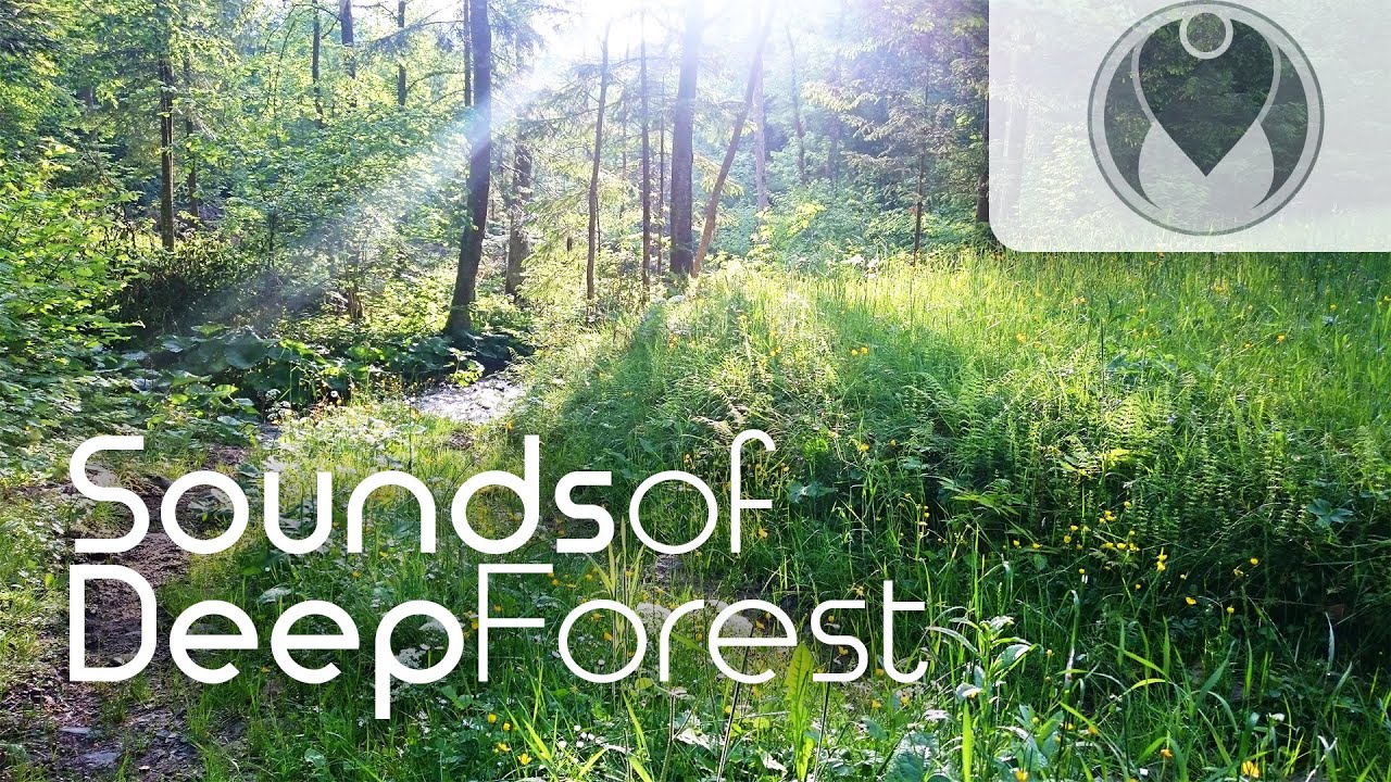 DEEP FOREST | Relaxing Nature Sounds for Meditation, Sleep, Study ...